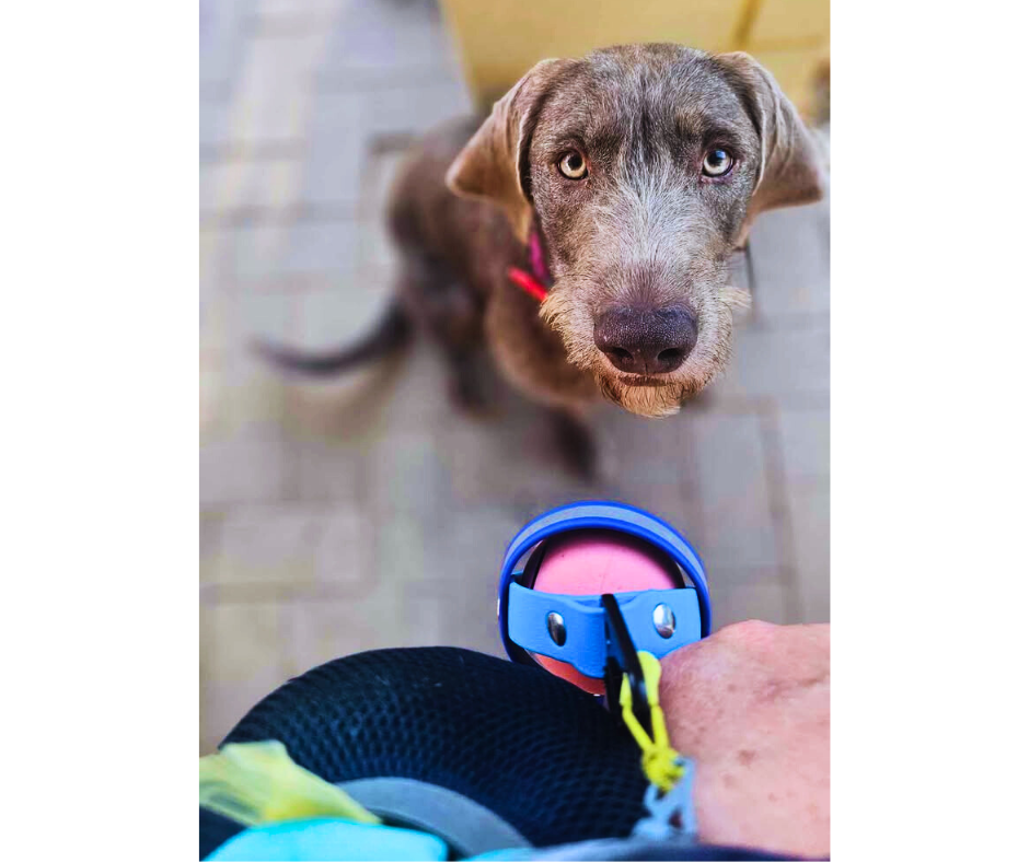 BioThane Dog Ball Holder – Collar & Ruff