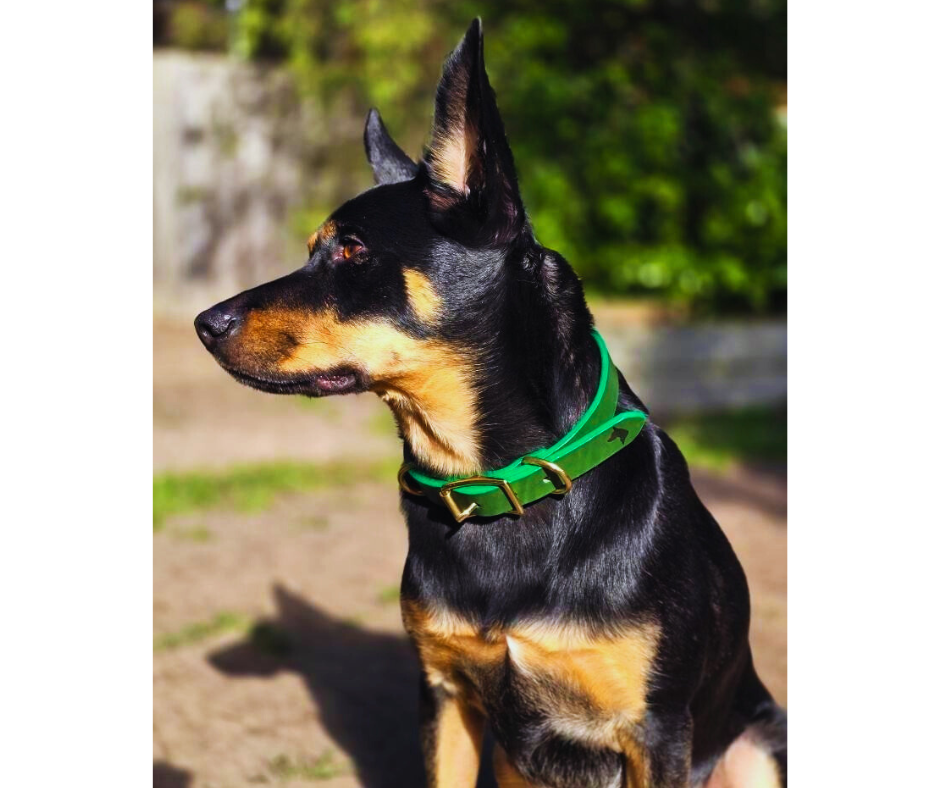 The Muster Dog Leather Collar – Collar & Ruff