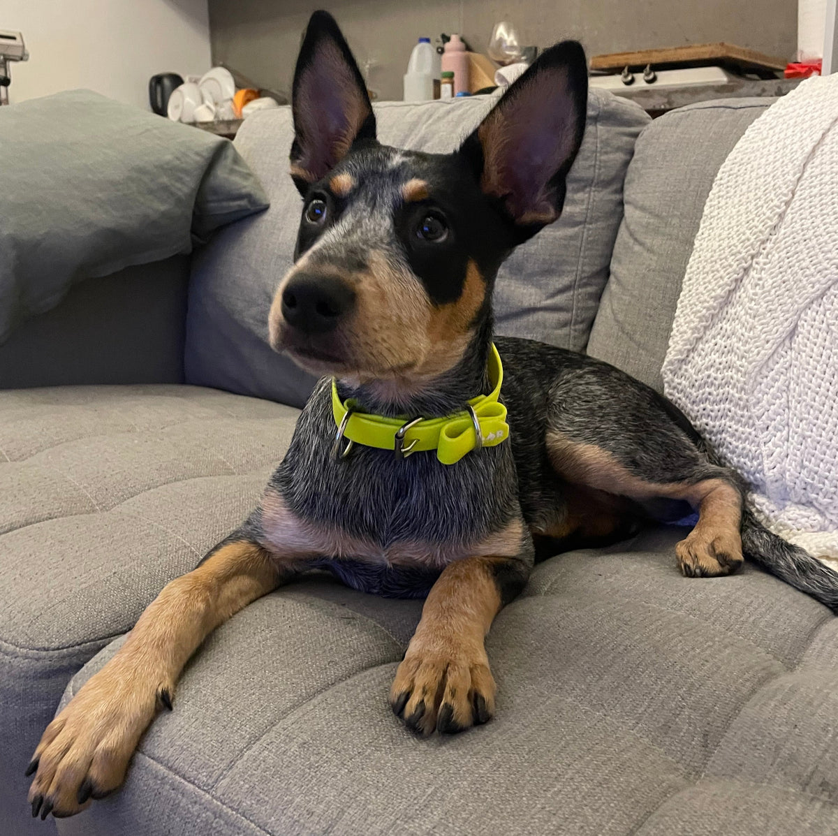 Collar & Ruff BioThane Muster Dog Collars